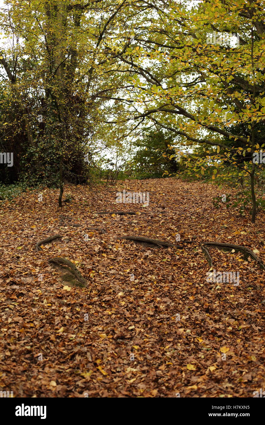 Hampstead Heath in Autumn Stock Photo - Alamy