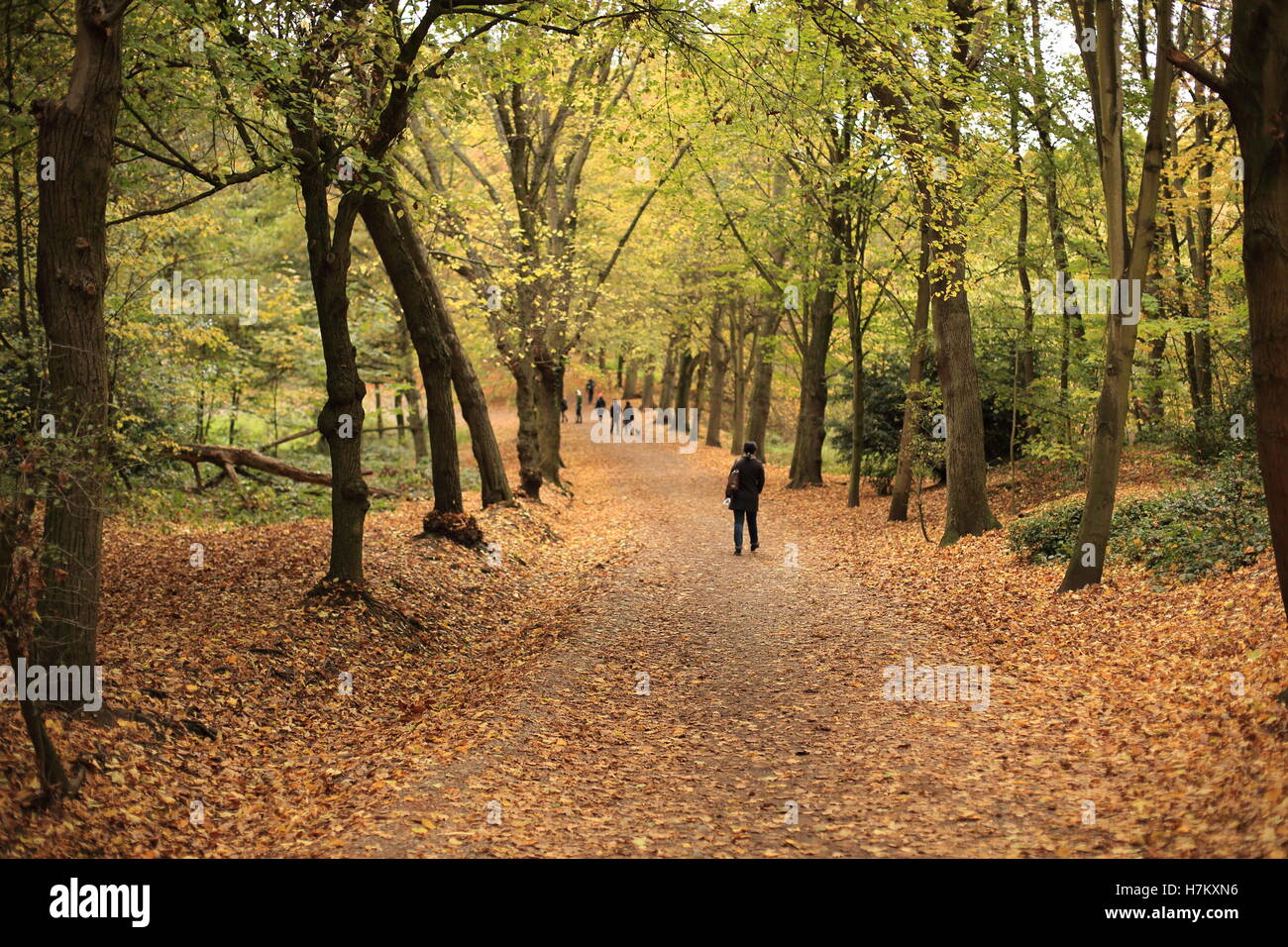 Hampstead Heath in Autumn Stock Photo - Alamy