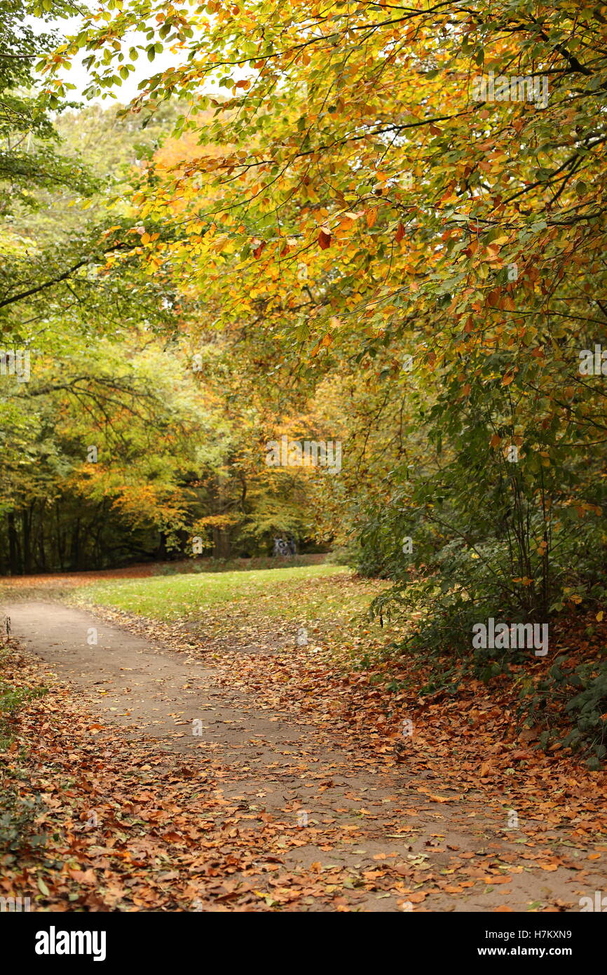 Hampstead Heath in Autumn Stock Photo - Alamy