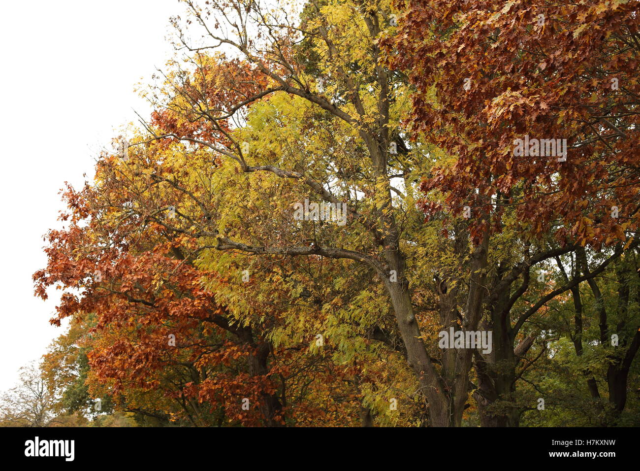 Hampstead Heath in Autumn Stock Photo - Alamy