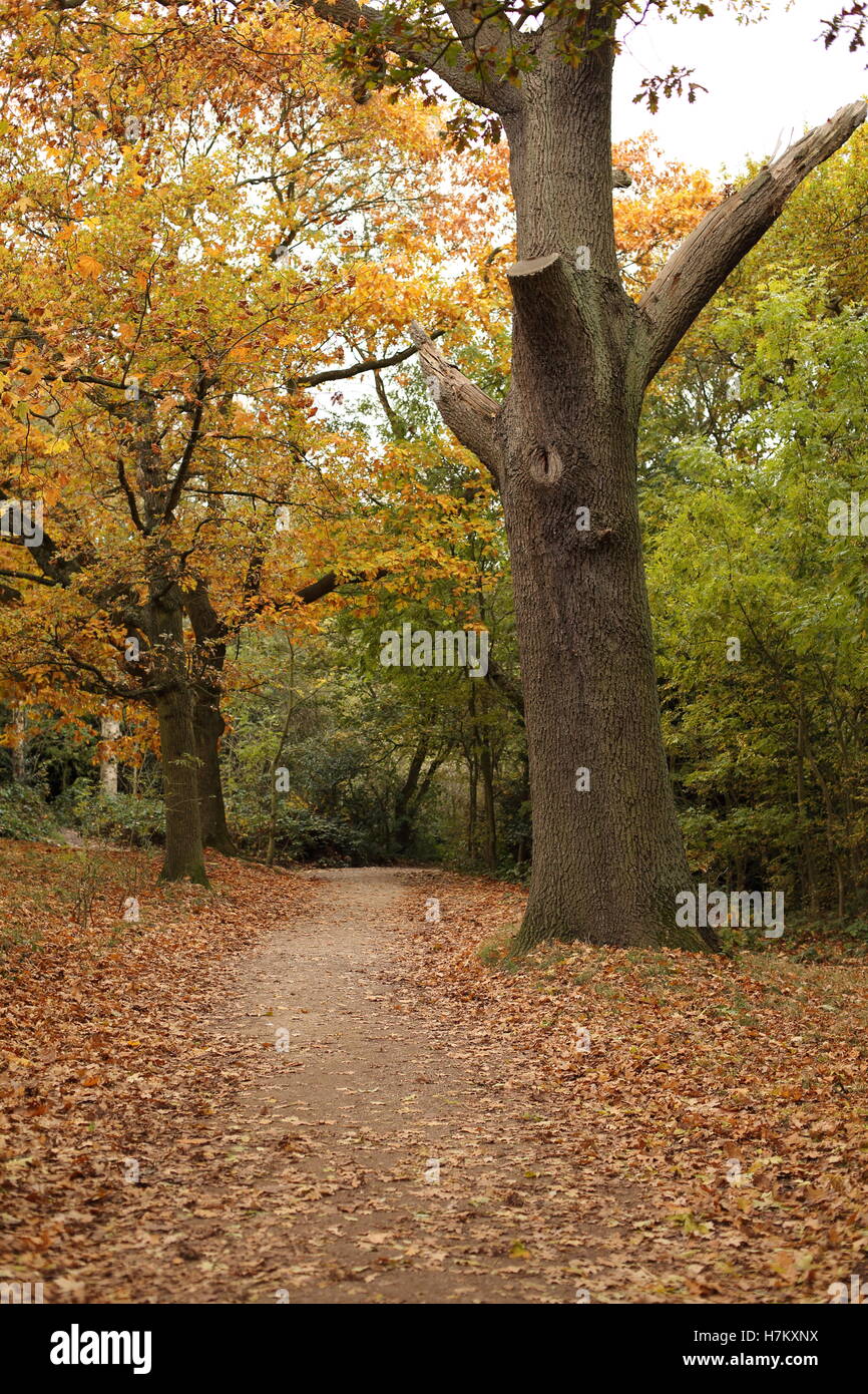 Hampstead Heath in Autumn Stock Photo - Alamy