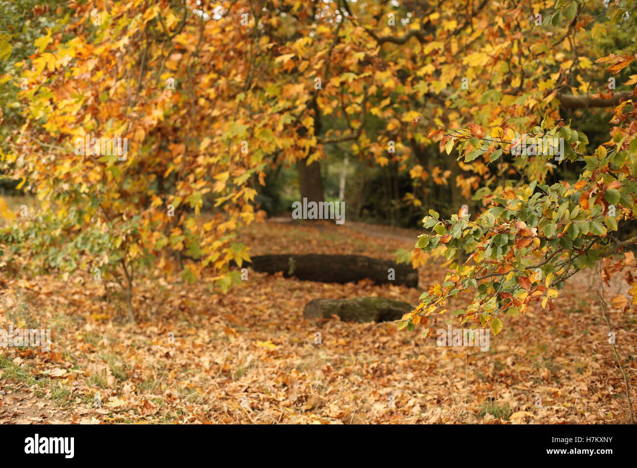 Hampstead Heath in Autumn Stock Photo - Alamy