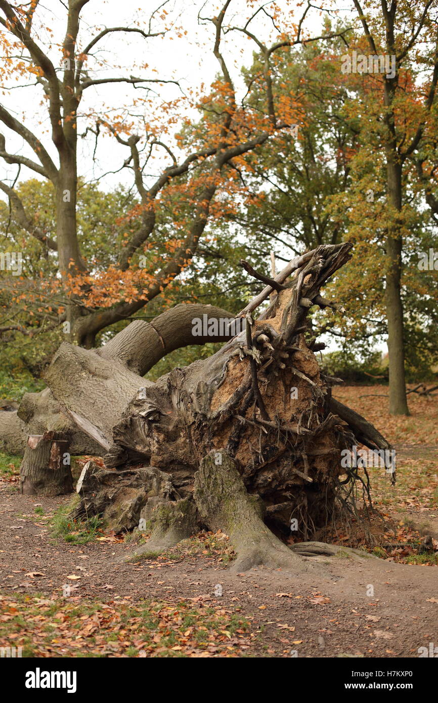 Hampstead Heath in Autumn Stock Photo - Alamy