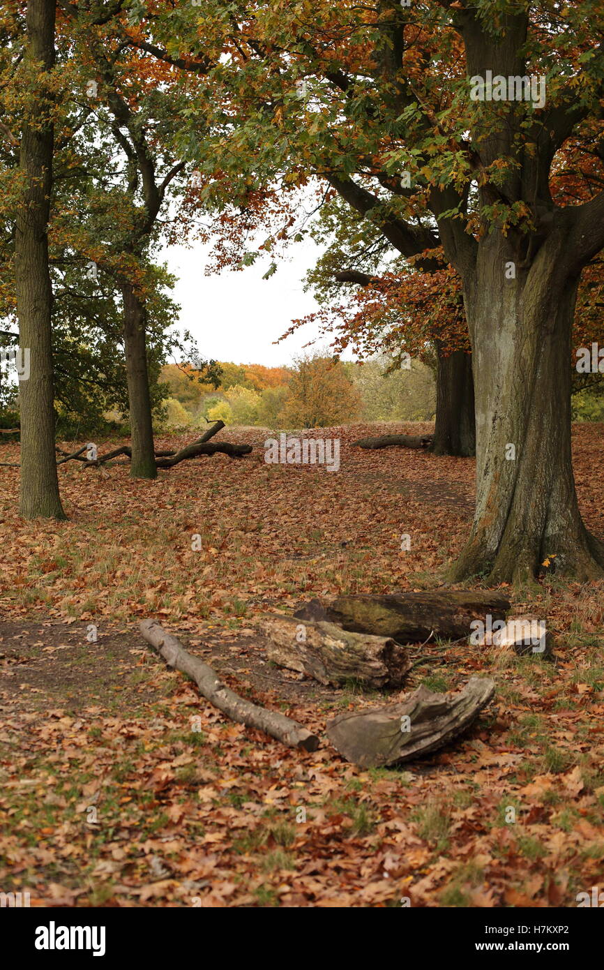 Hampstead Heath in Autumn Stock Photo - Alamy