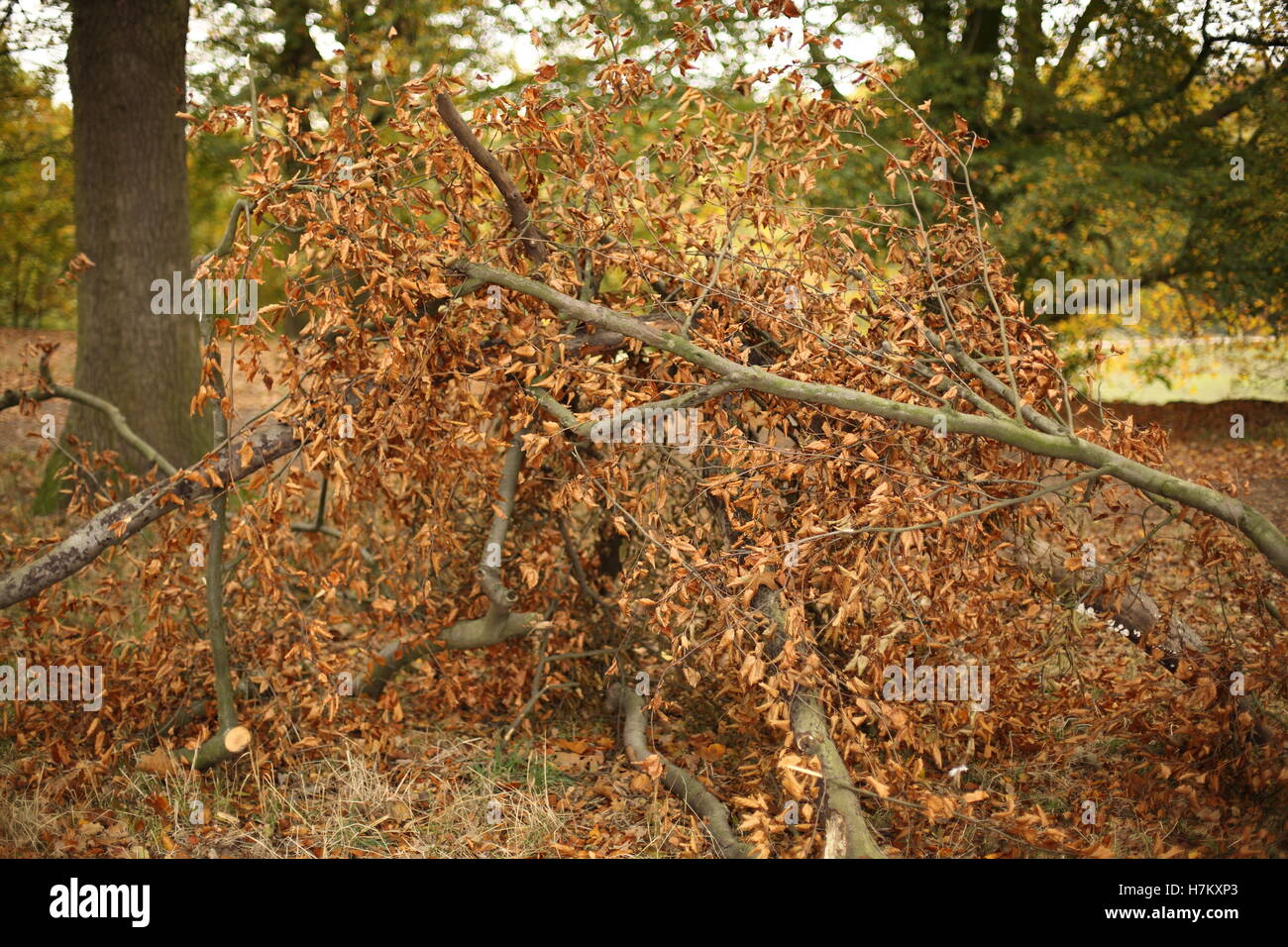 Hampstead Heath in Autumn Stock Photo - Alamy