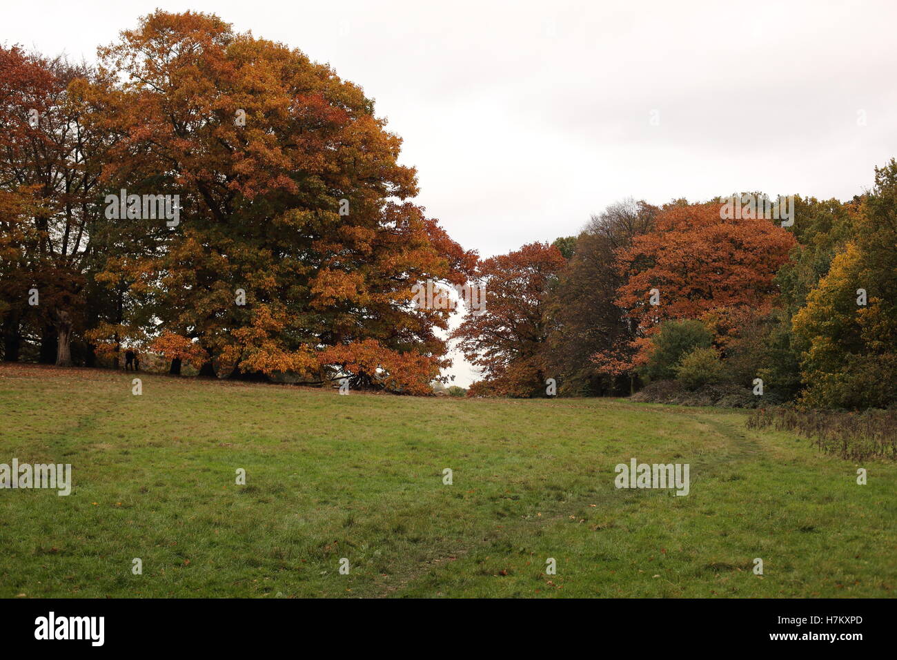 Hampstead Heath in Autumn Stock Photo - Alamy