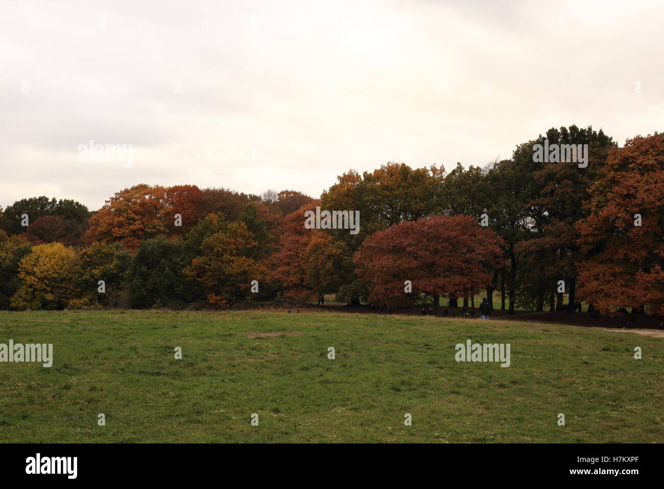 Hampstead Heath in Autumn Stock Photo - Alamy