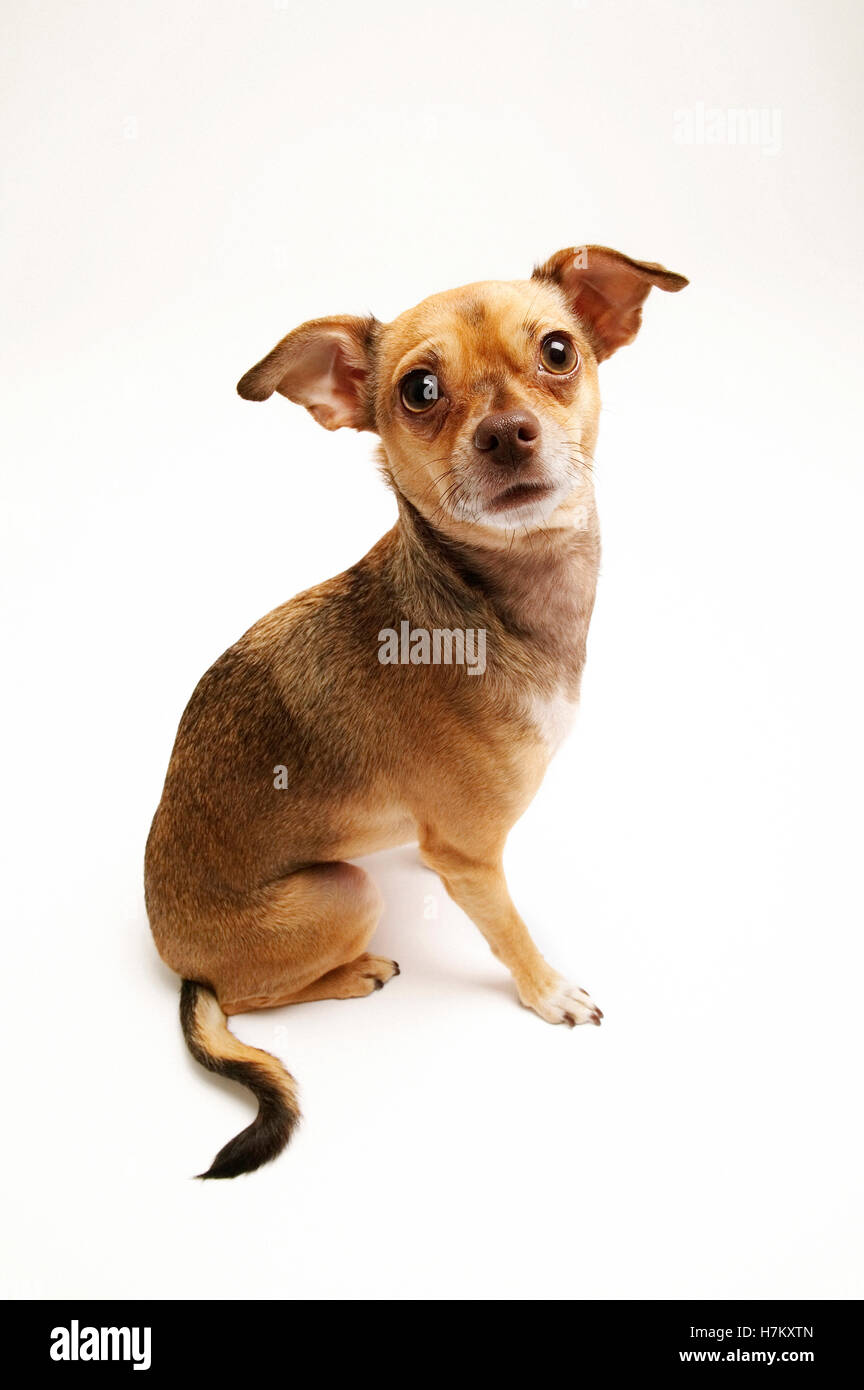 portrait of chihuahua Stock Photo - Alamy
