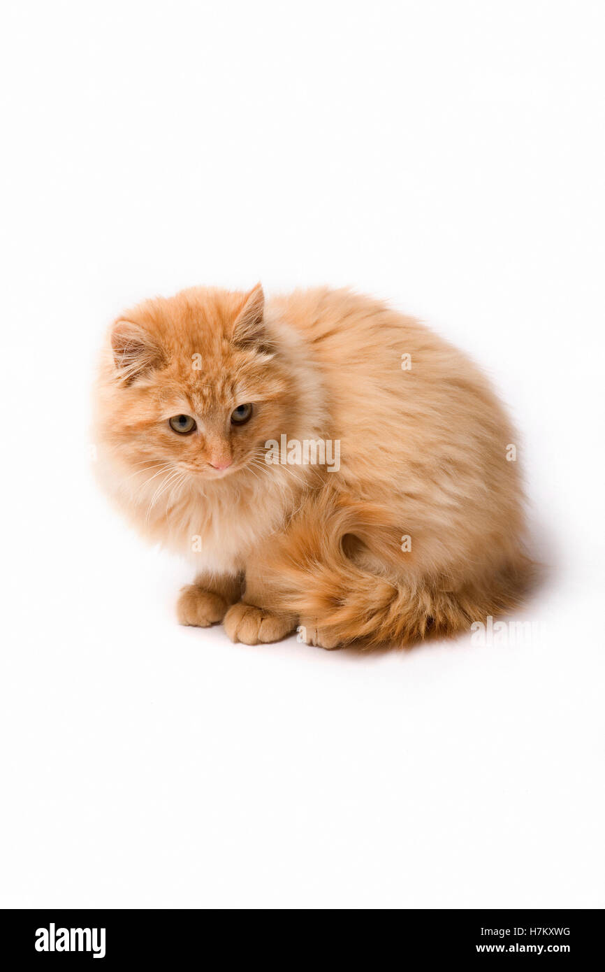 portrait of domestic house cat Stock Photo - Alamy