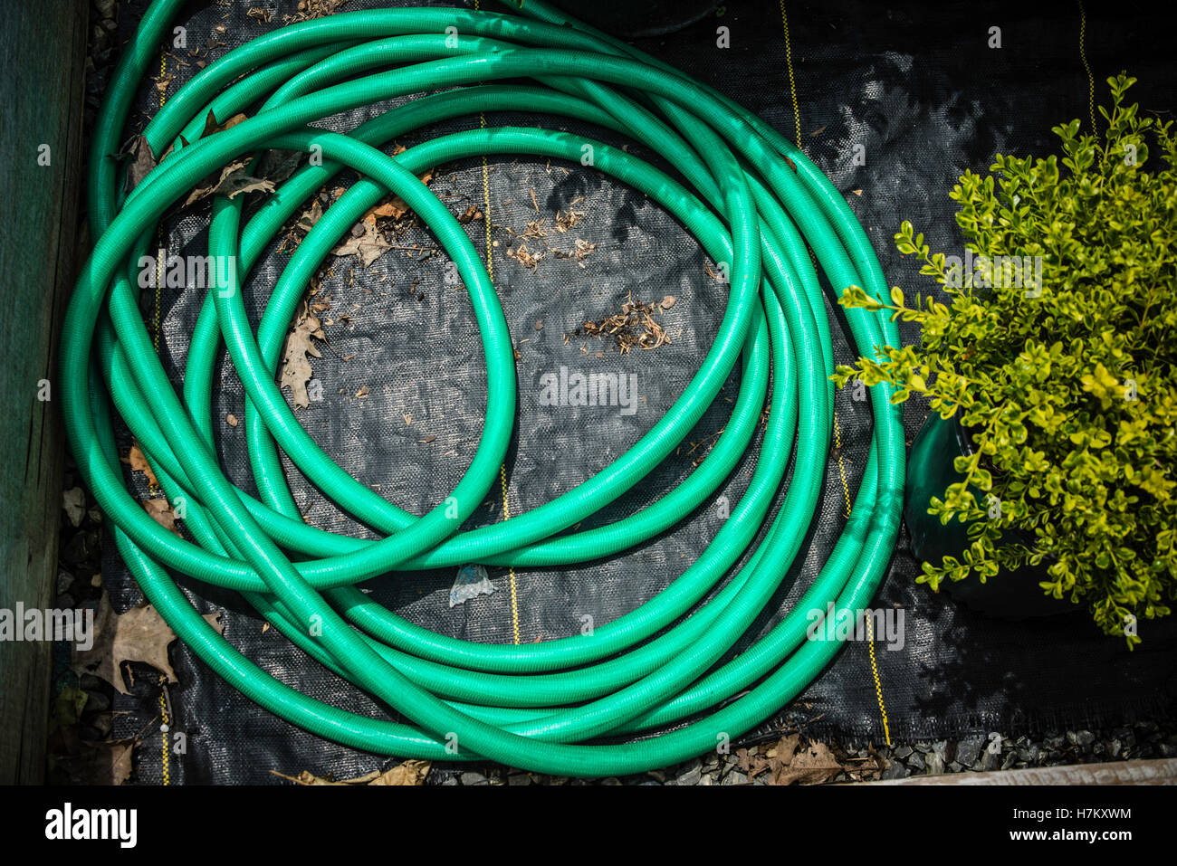 green garden hose Stock Photo - Alamy