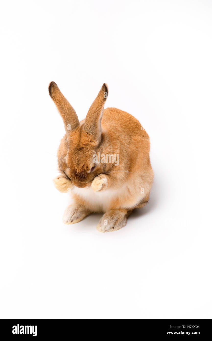 Portrait of a rabbit Stock Photo - Alamy
