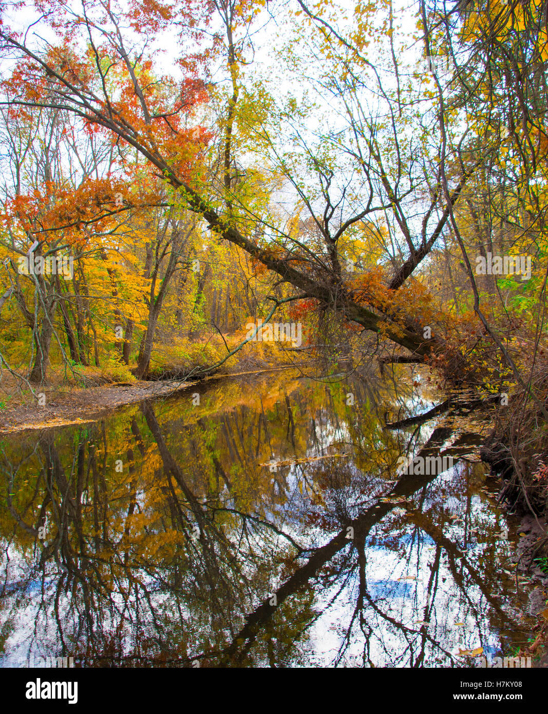 Forest in the Fall Stock Photo - Alamy