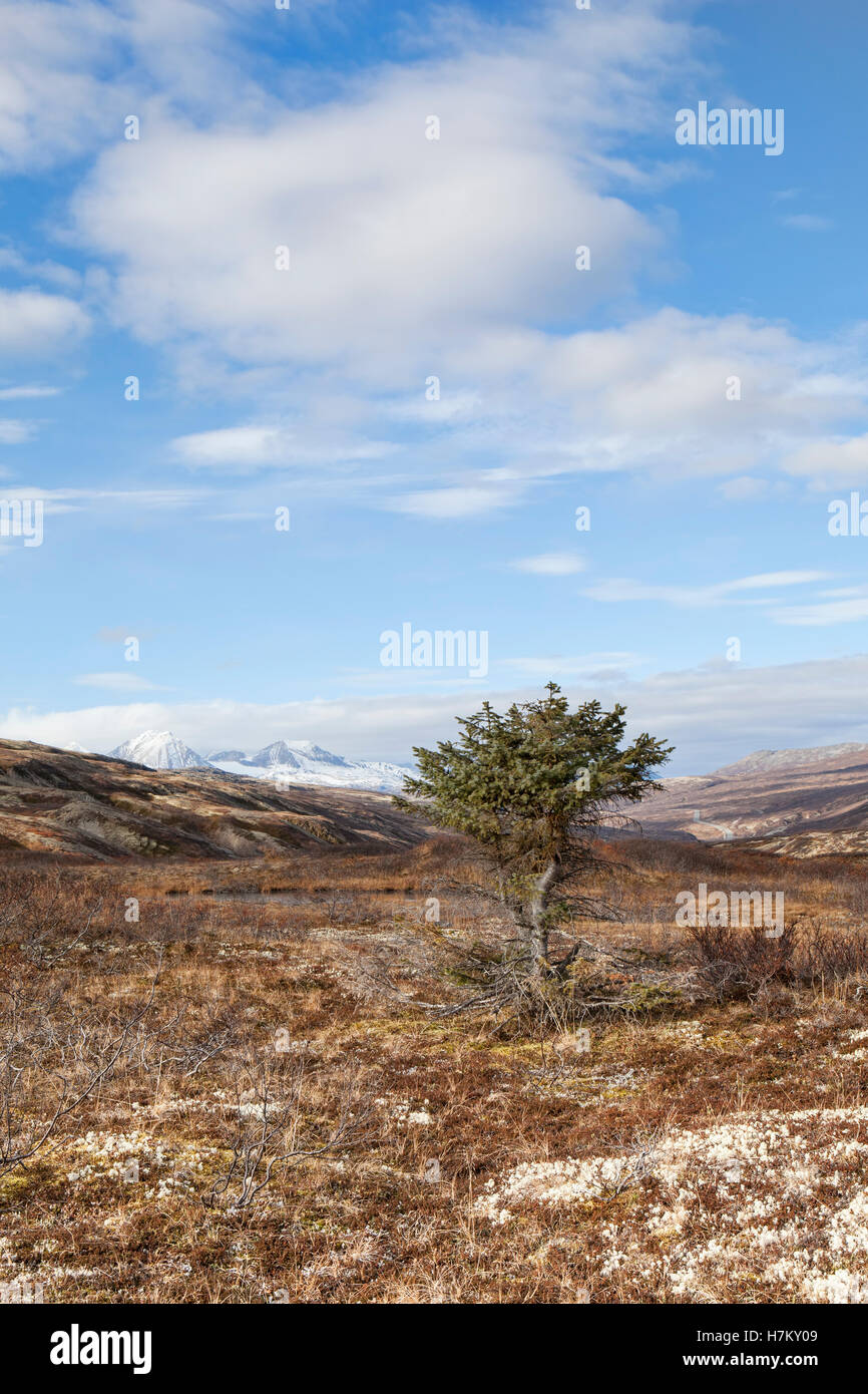 Lone tree in the tundra in the mountains of Canada in fall Stock Photo ...