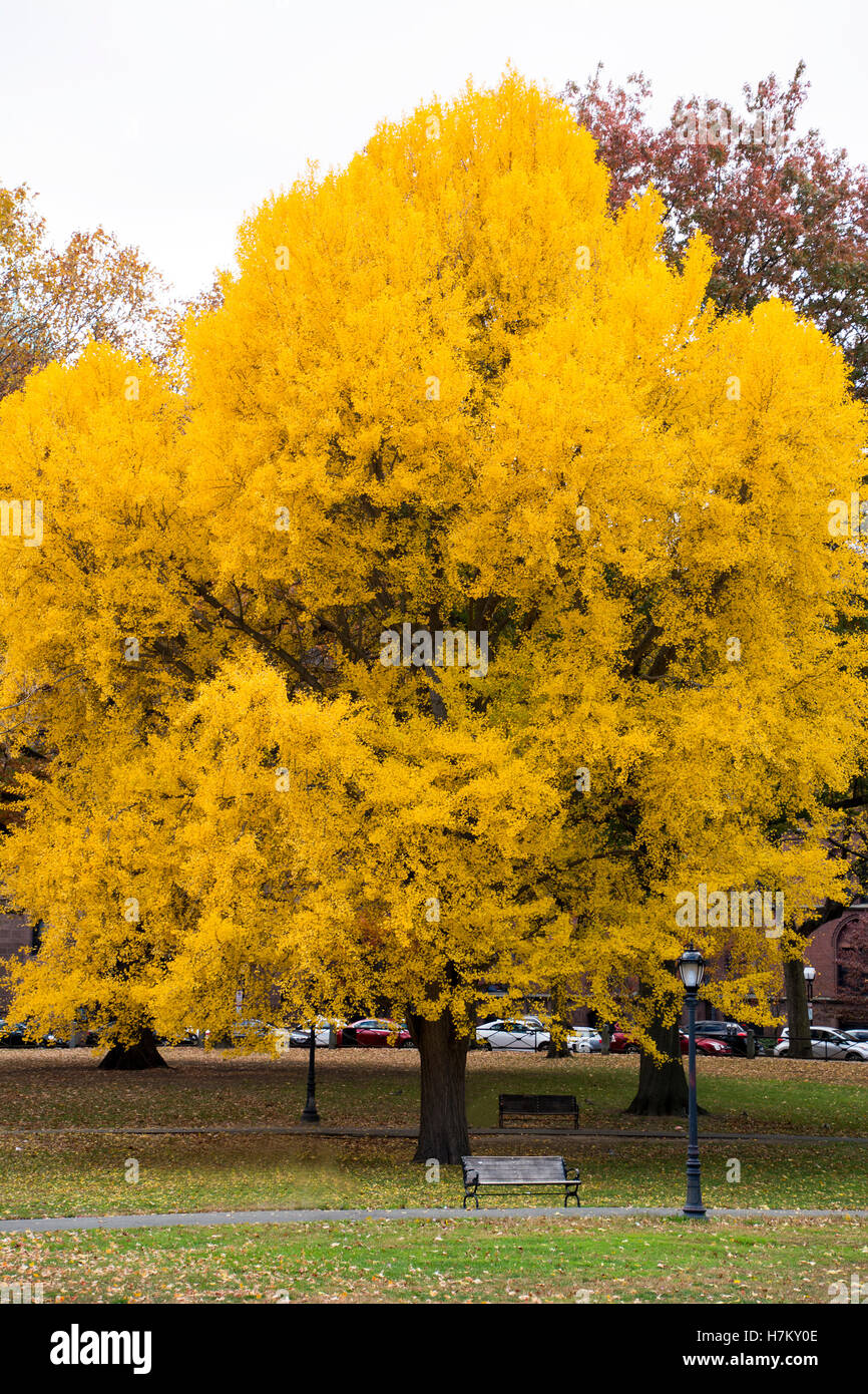 The yellow tree hi-res stock photography and images - Alamy