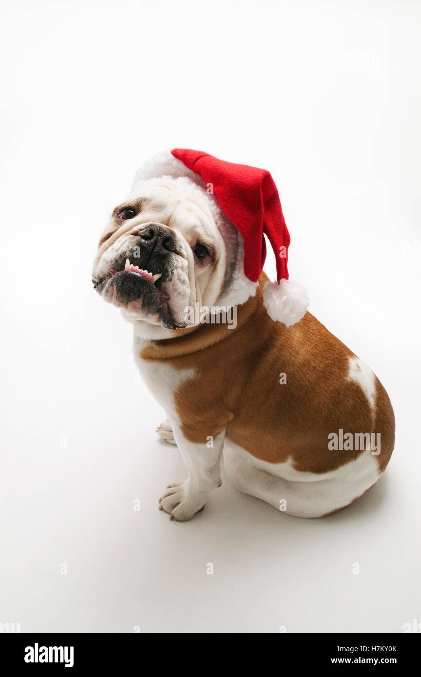 Portrait of a bull dog Stock Photo - Alamy