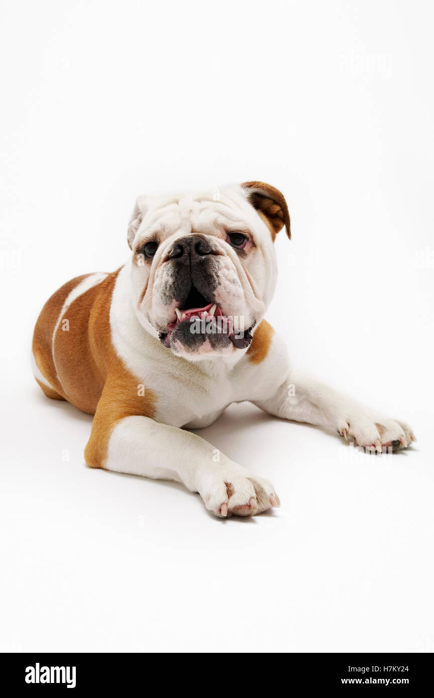 Portrait of a bull dog Stock Photo - Alamy
