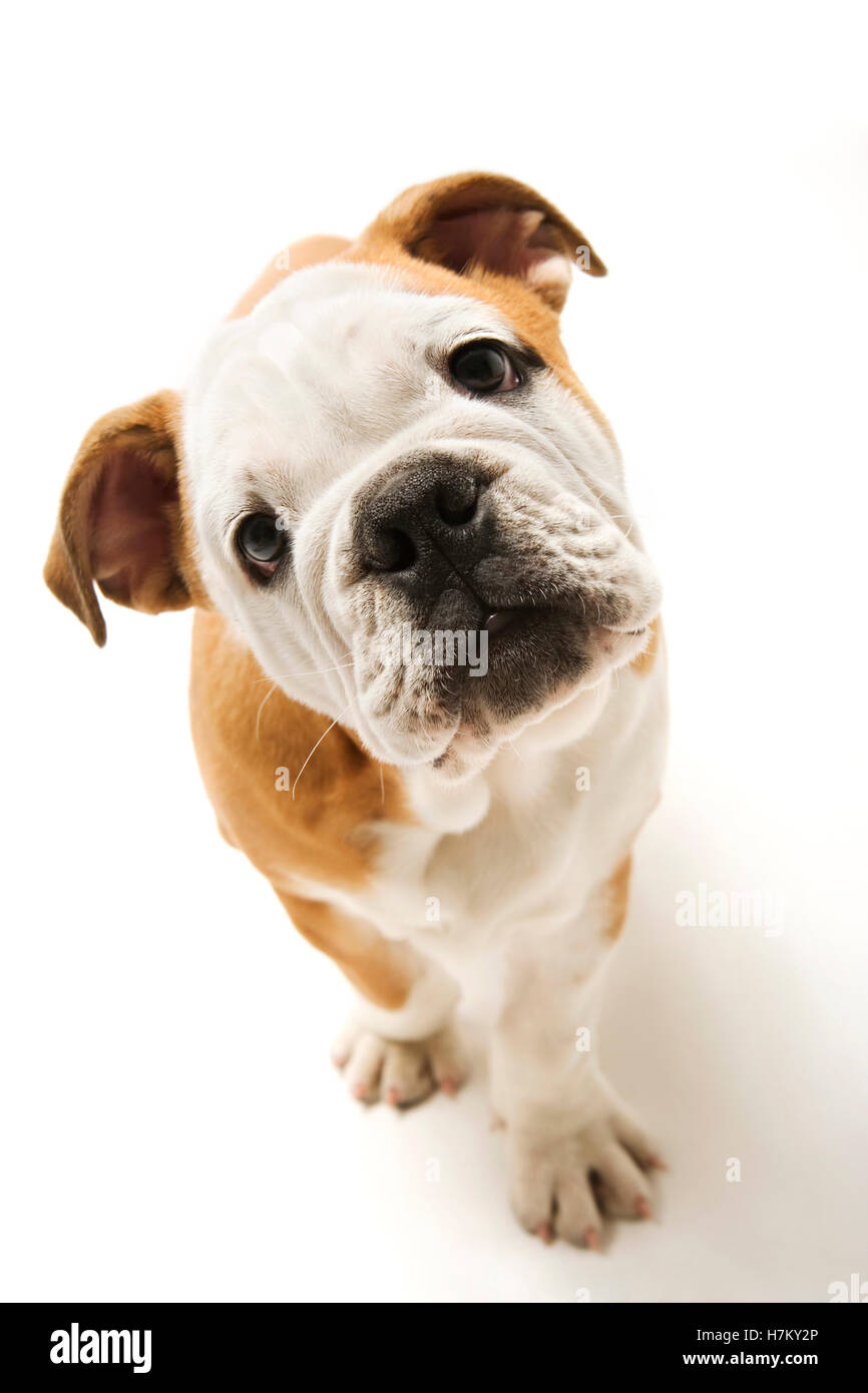 Portrait of a bull dog Stock Photo - Alamy