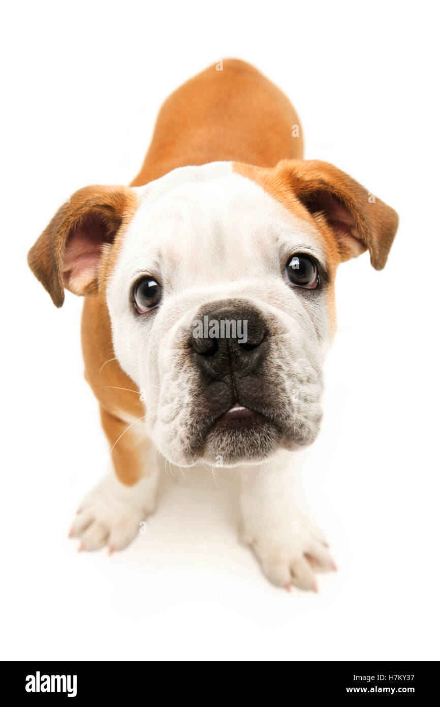 Portrait of a bull dog Stock Photo - Alamy