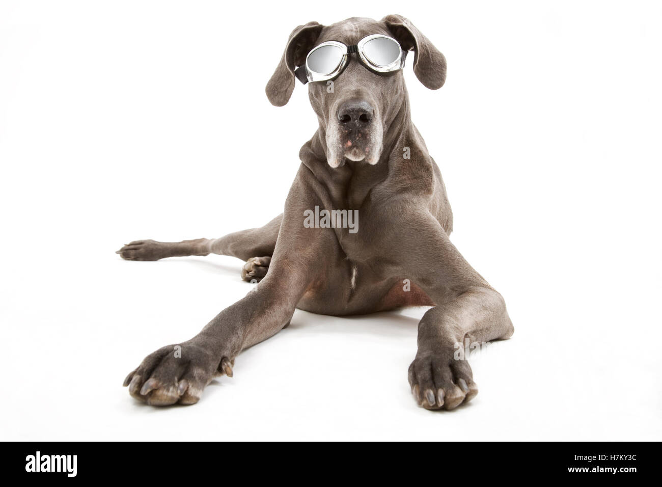 Portrait of a Great Dane Stock Photo - Alamy