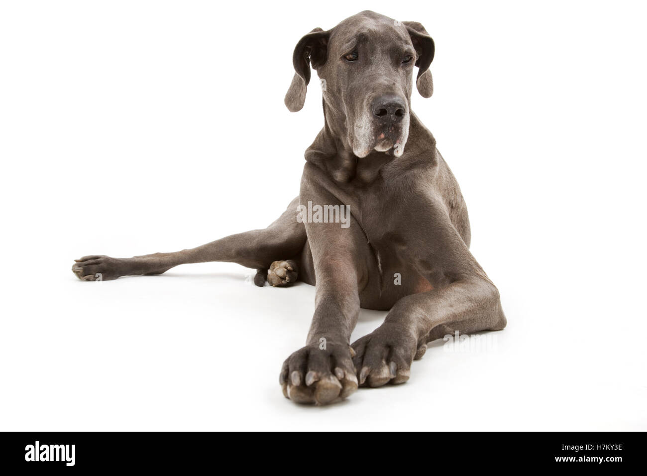 Portrait of a Great Dane Stock Photo - Alamy