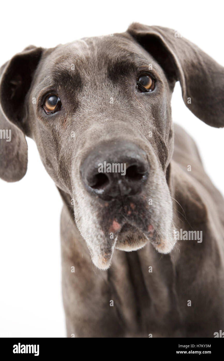 Portrait of a Great Dane Stock Photo - Alamy