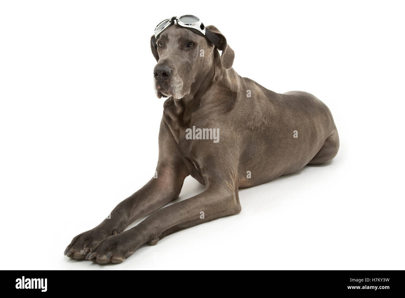 Portrait of a Great Dane Stock Photo - Alamy