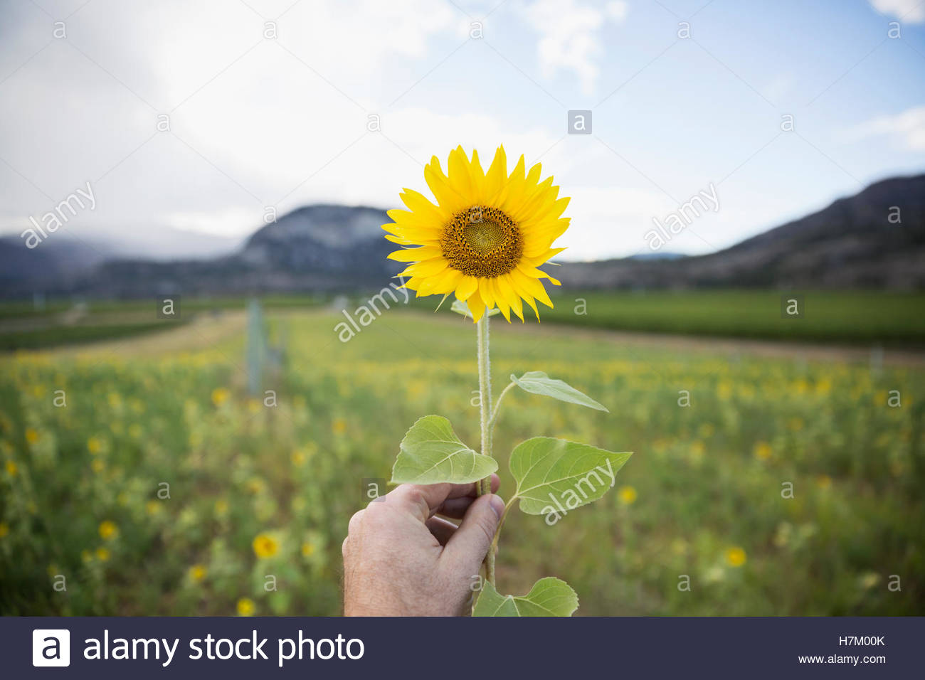 Hand Holding Sunflower Stock Photos & Hand Holding Sunflower Stock ...