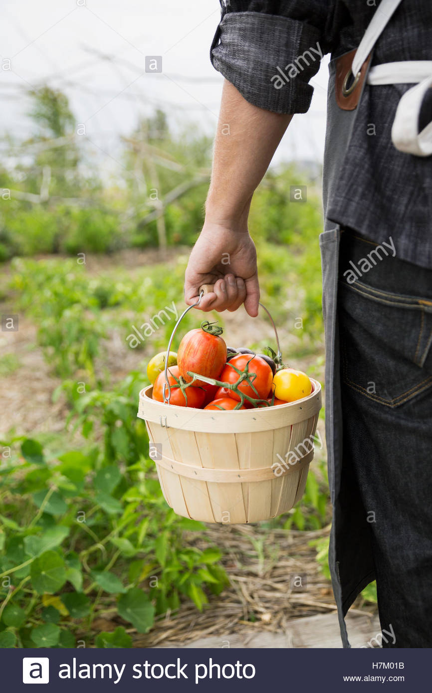 Bushel of tomatoes hi-res stock photography and images - Alamy