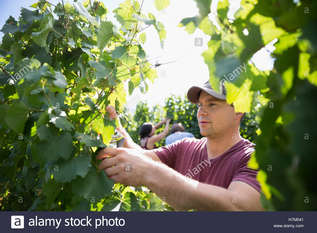 Grapes worker vineyard hi-res stock photography and images - Alamy