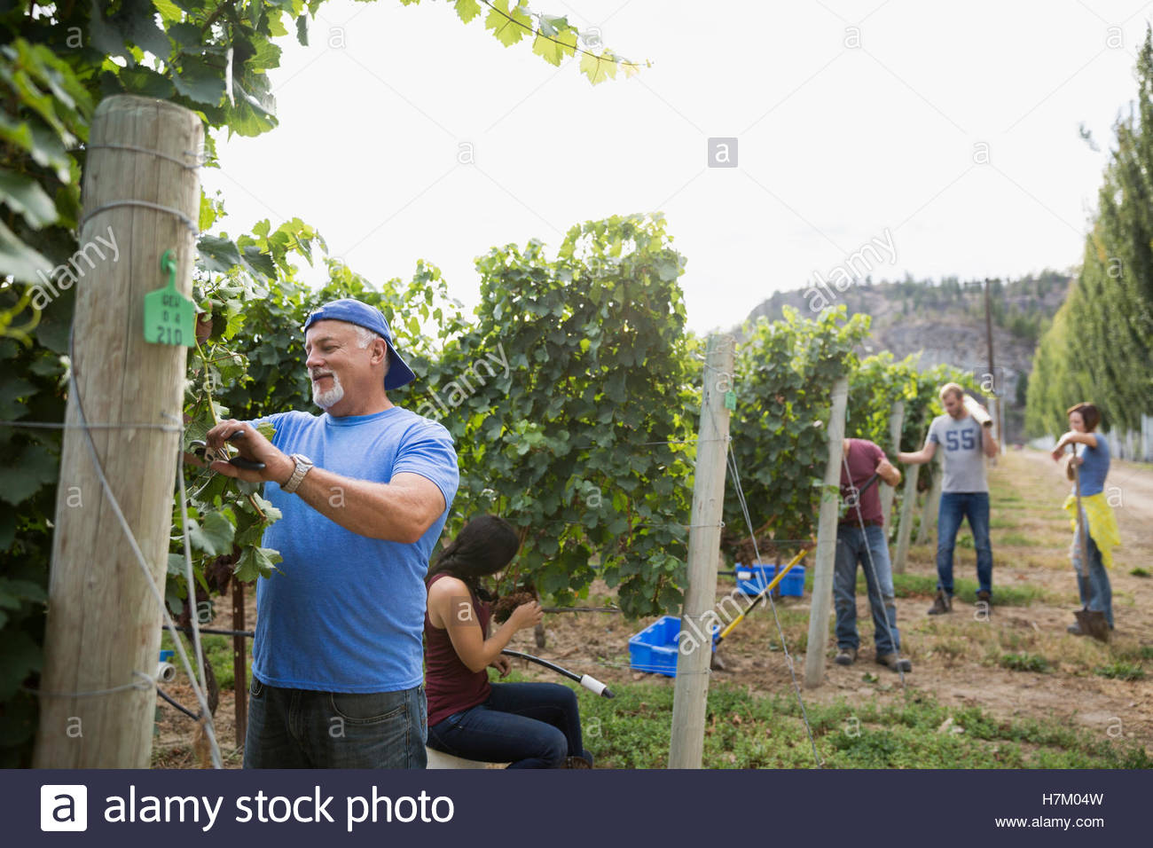 Workers working among vines in vineyard Stock Photo - Alamy
