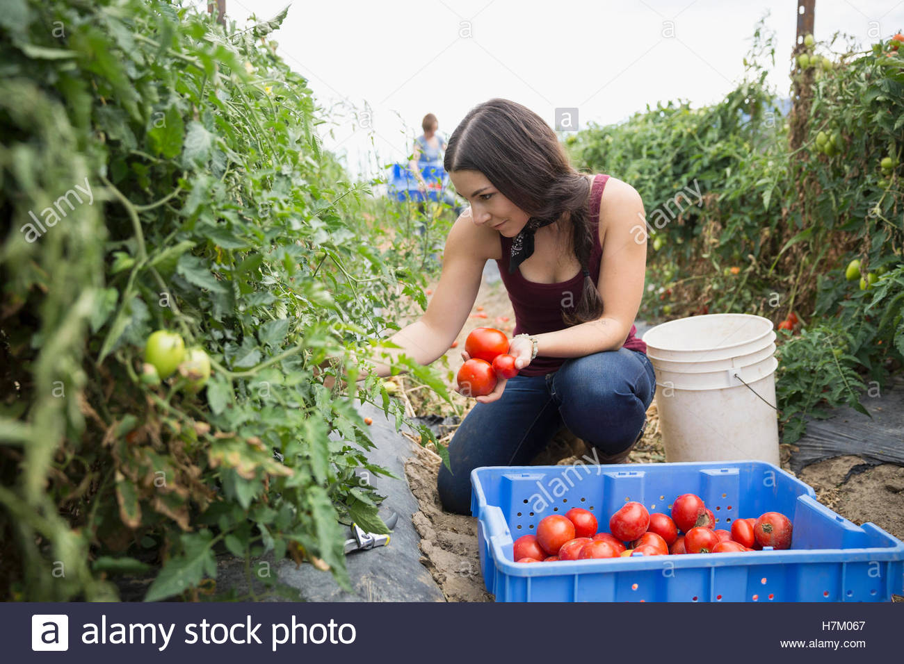 Worker people harvesting hi-res stock photography and images - Alamy