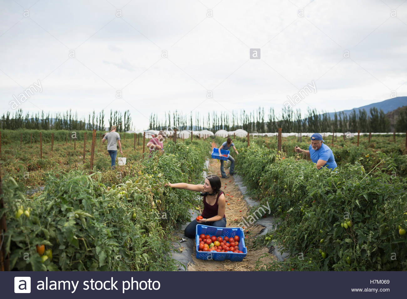 Tomato crop hi-res stock photography and images - Alamy