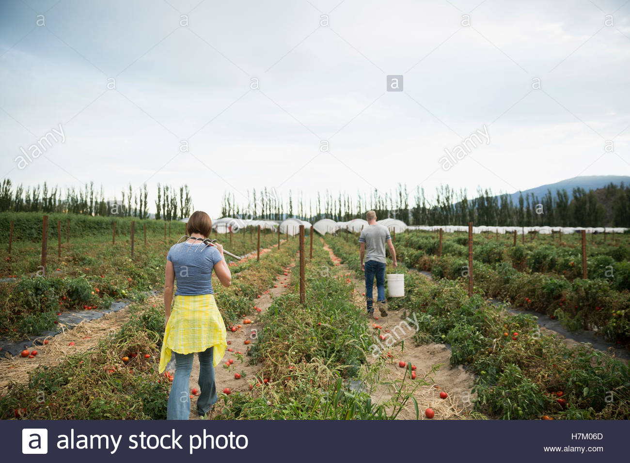 Tomato farm worker hi-res stock photography and images - Alamy