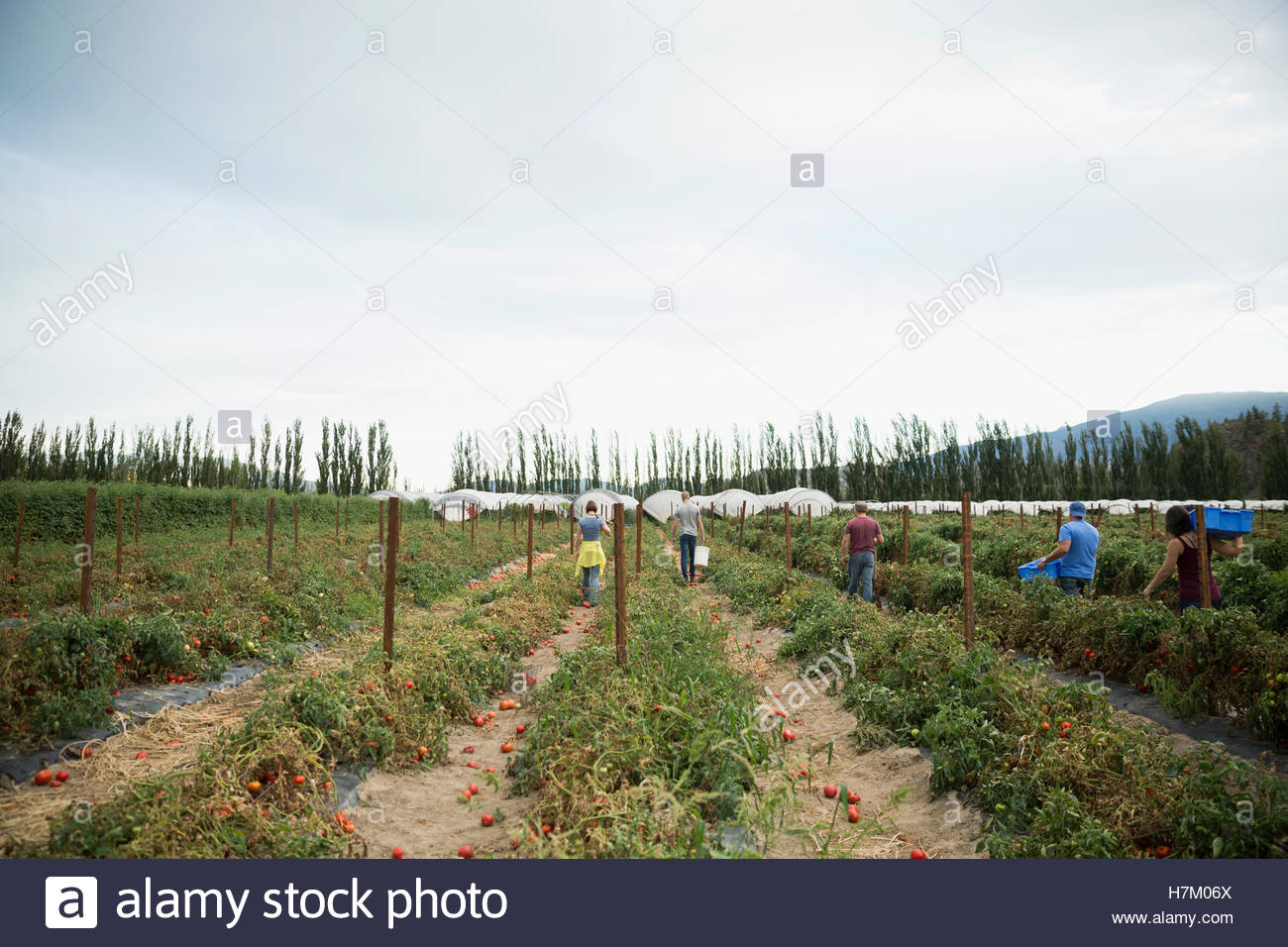 Workers harvesting tomato crop on farm Stock Photo - Alamy