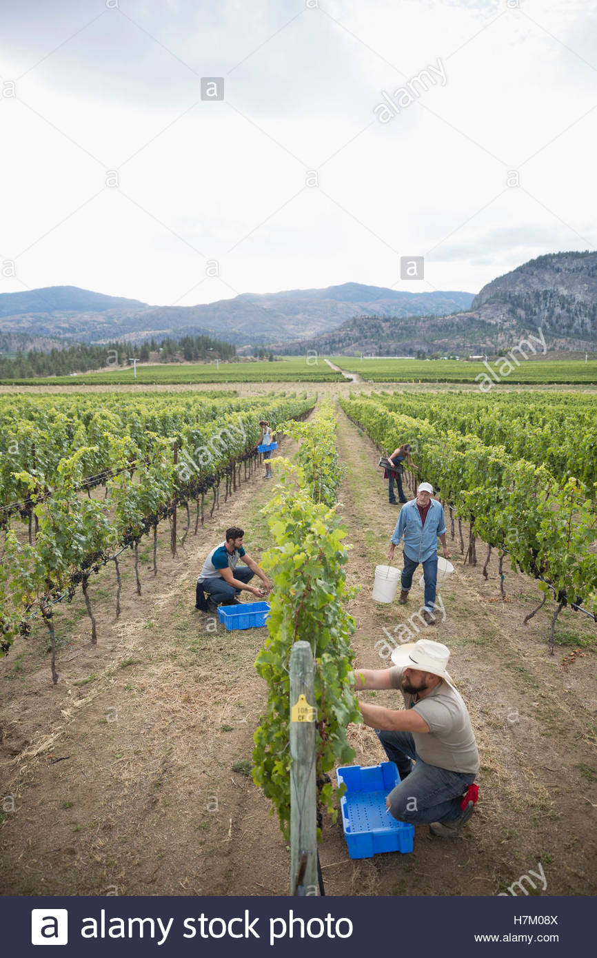 Vine workers hi-res stock photography and images - Alamy