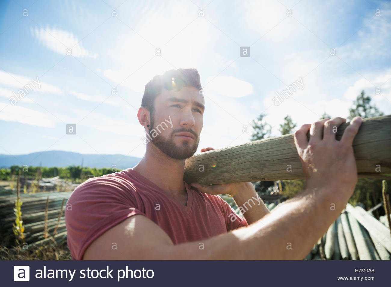 Serious male farmer carrying wooden fence post on sunny farm Stock ...