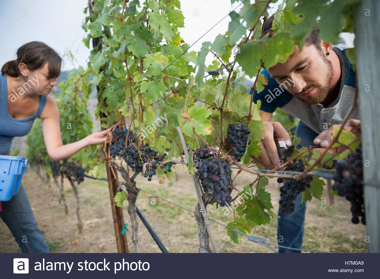 Grape harvest workers picking vineyard hi-res stock photography and images - Alamy
