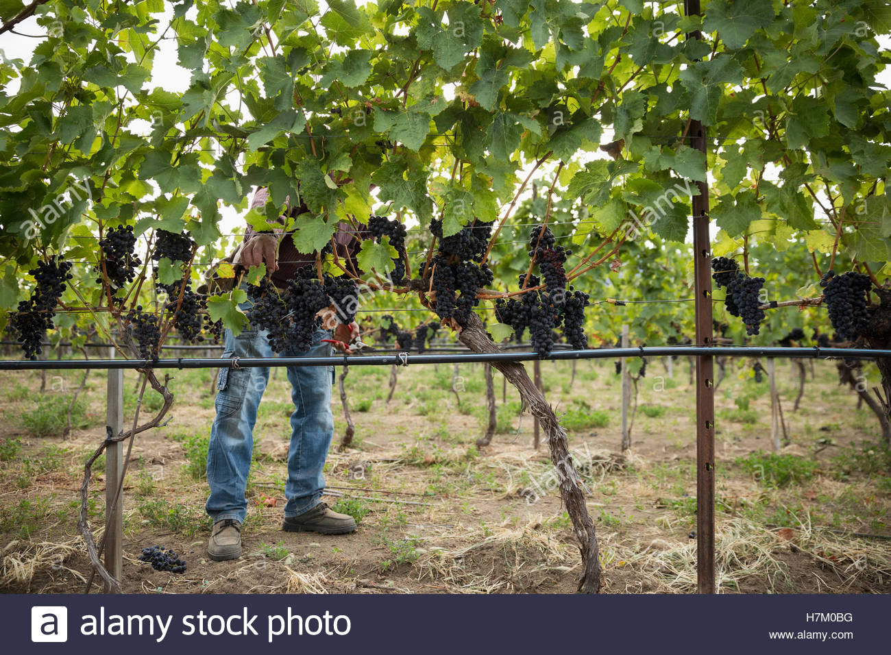 Worker checking red grape vines working in vineyard Stock Photo - Alamy