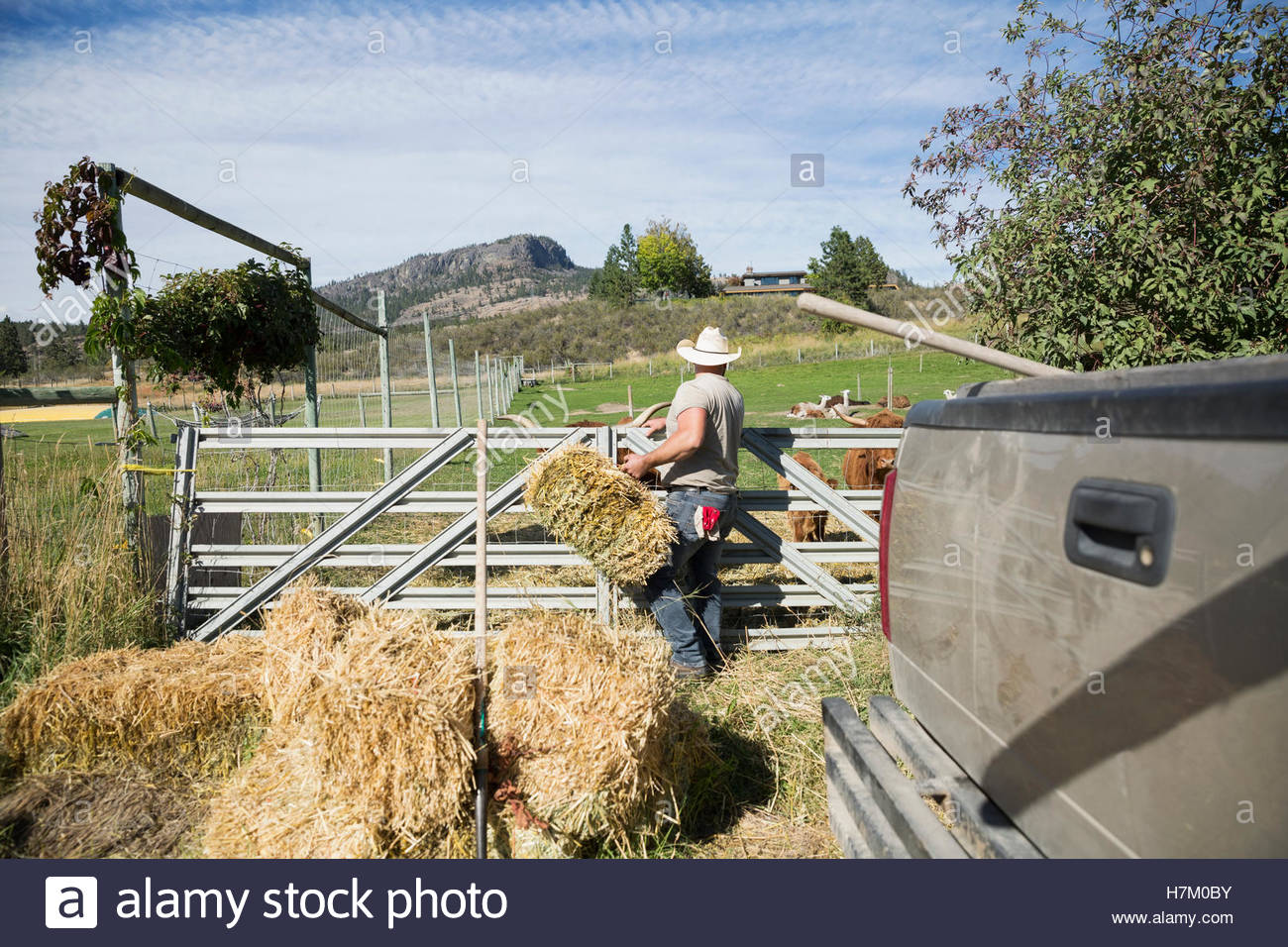Hay cowboy hi-res stock photography and images - Alamy