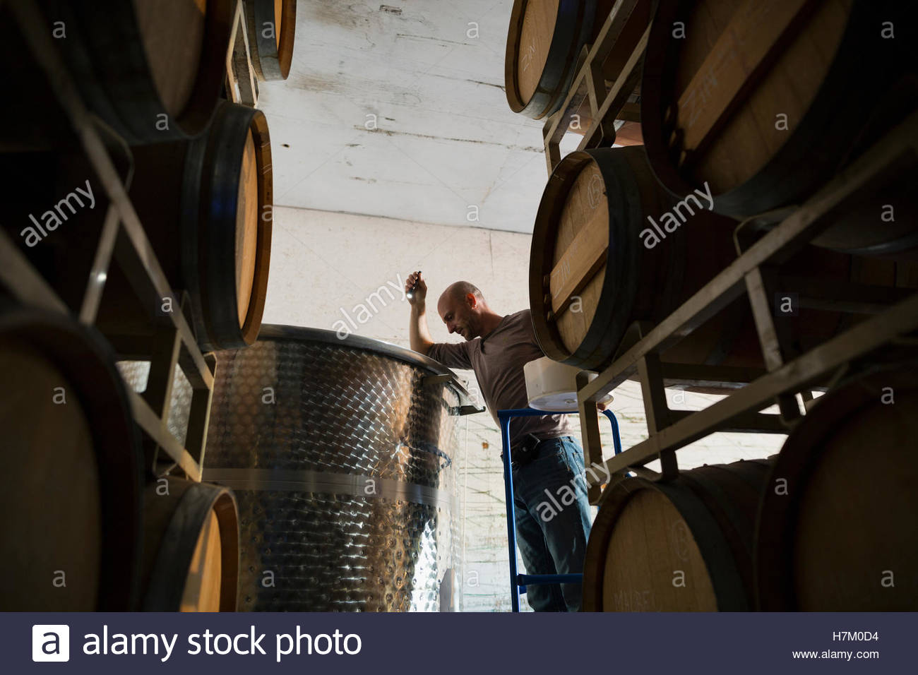 Vintner with flashlight looking into vat in winery barrel room Stock ...