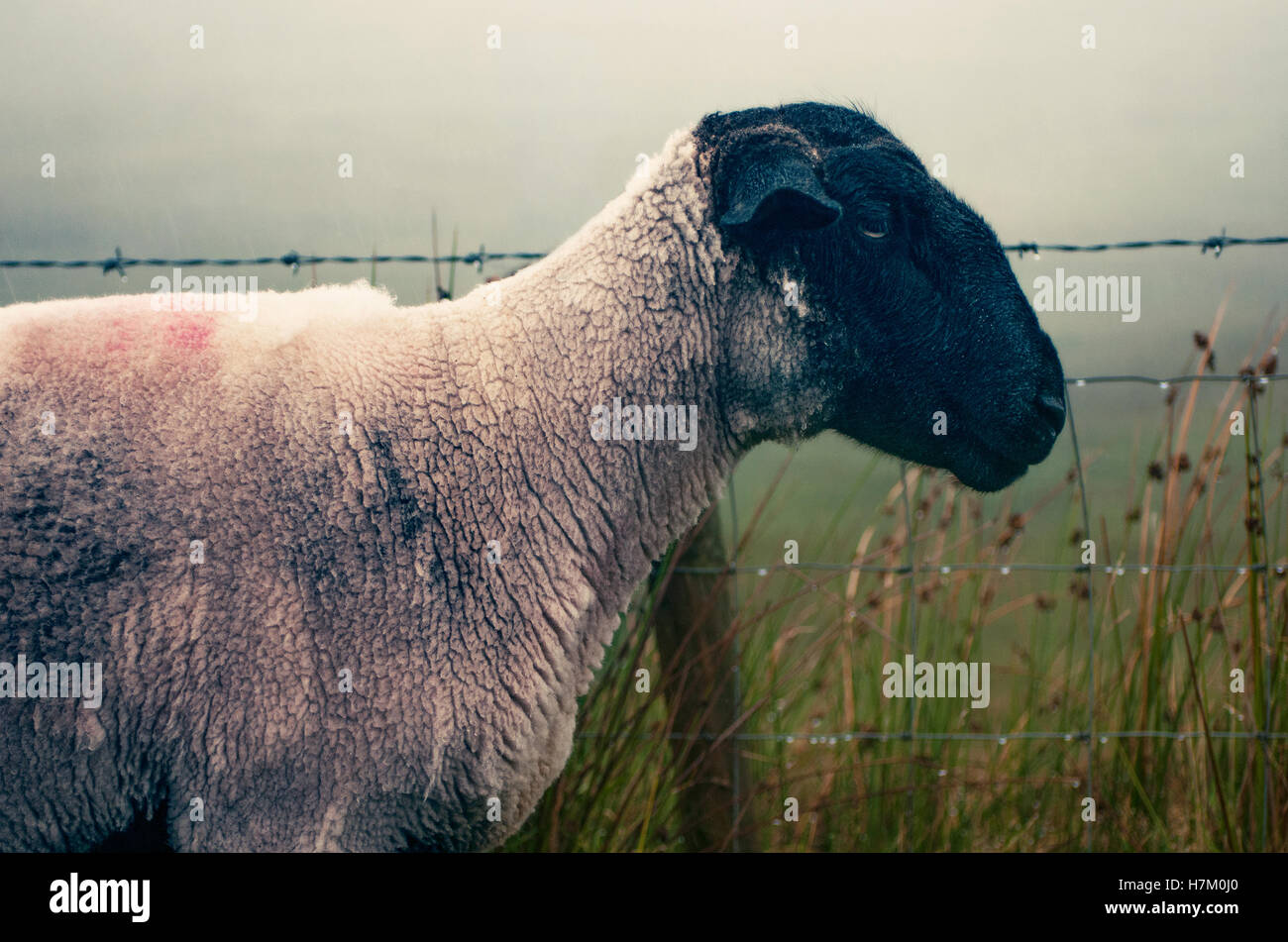 Sheep, Ring of Kerry, County Kerry, Ireland Stock Photo - Alamy