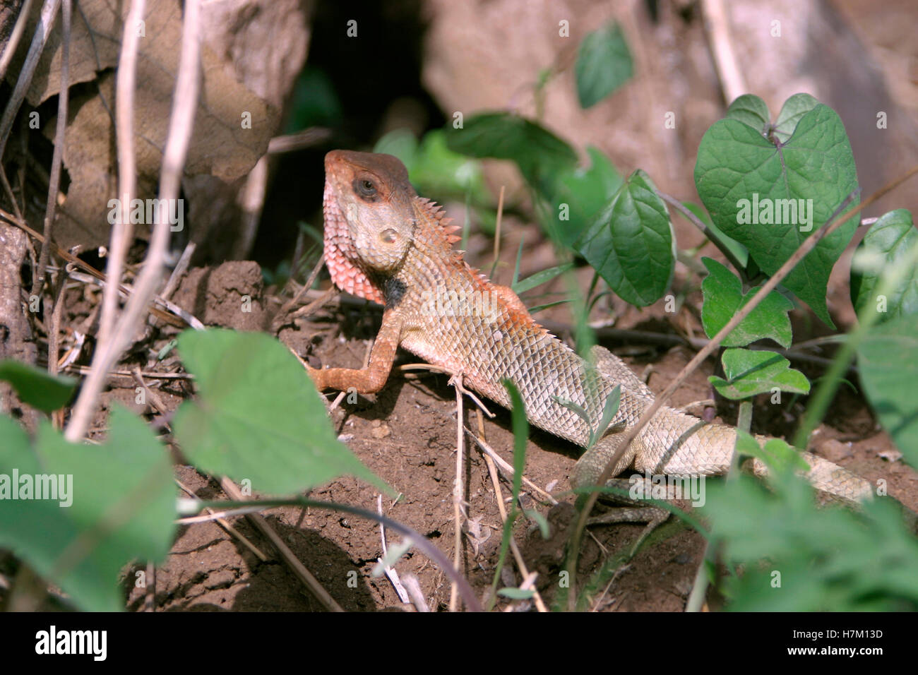 COMMON GARDEN LIZARD, Calotes versicolor or Bloodsucker, Common ...