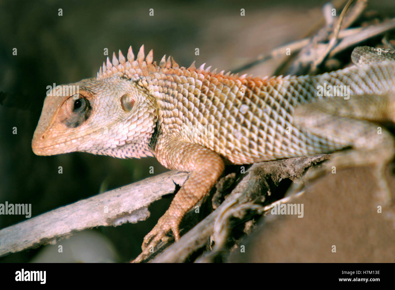 Garden lizard calotes versicolor hi-res stock photography and images ...