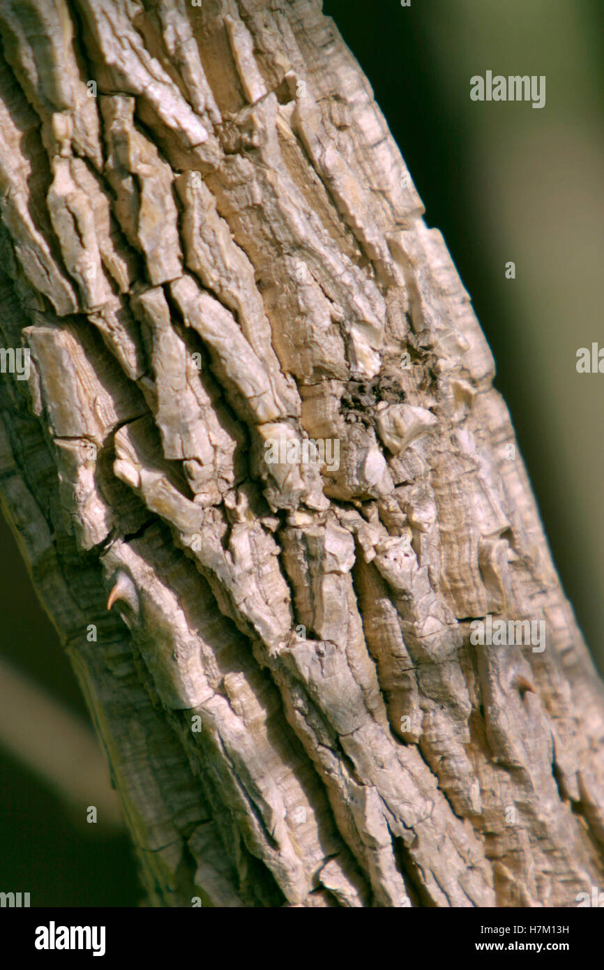 The Bark of Beautia Monosperma Stock Photo - Alamy