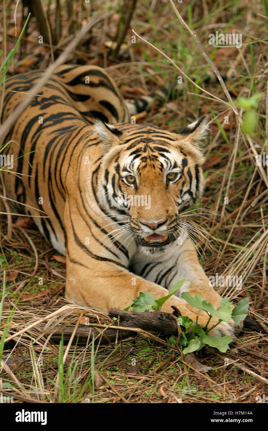 Female Tiger, Panthera tigris, Kanha National Park, Madhya Pradesh ...
