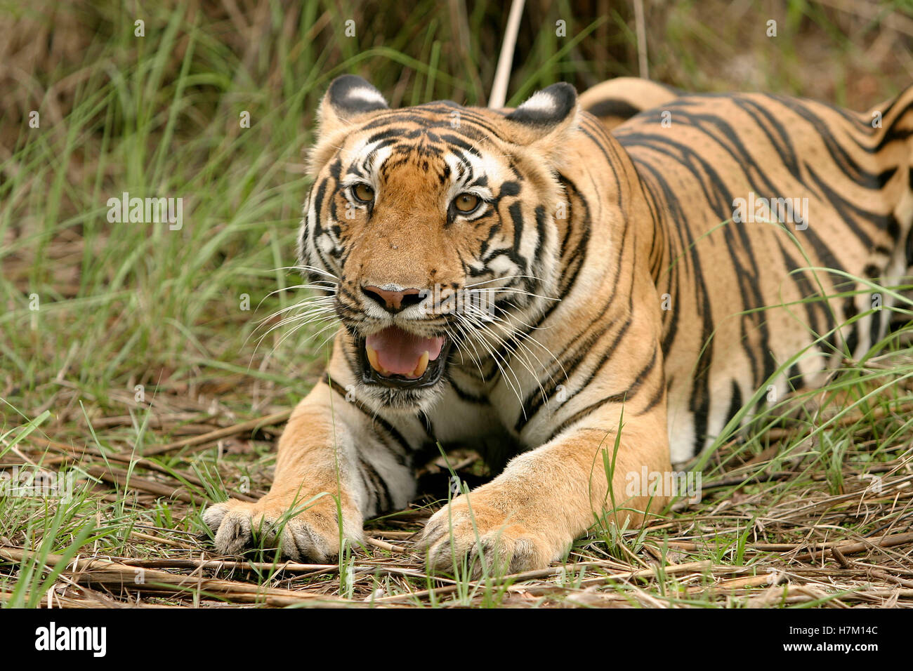 Female Tiger, Panthera tigris, Kanha National Park, Madhya Pradesh ...