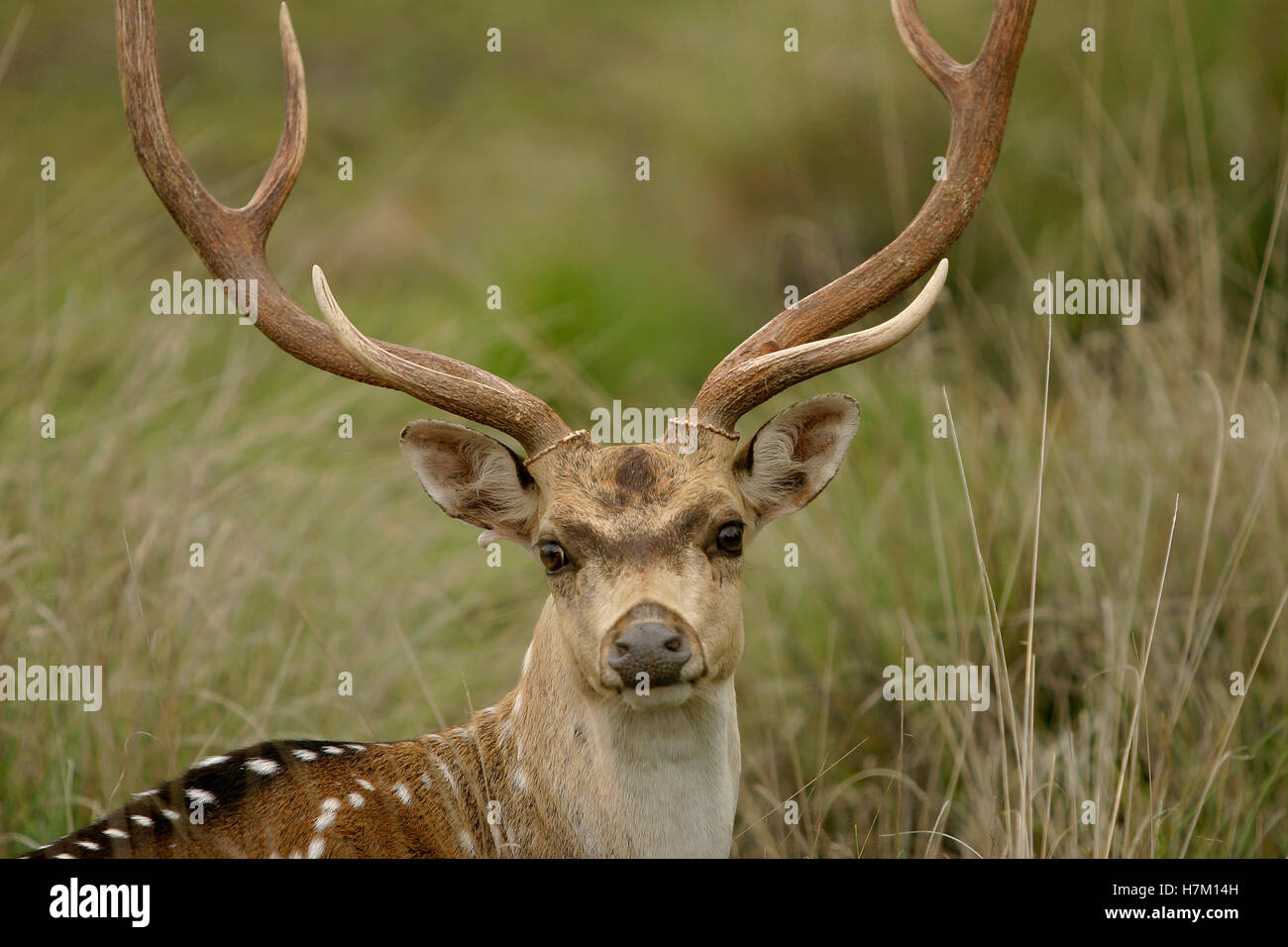 Spotted Dear or Chital, axis axis, Male, Kanha National Park, Madhya ...