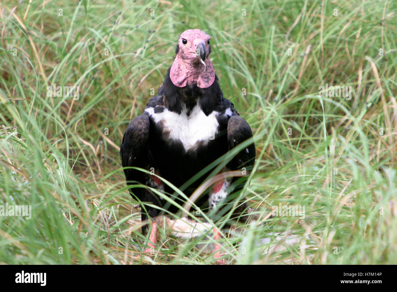 Red-Headed Vulture, Sarcogyps calvus, Kanha National Park, Madhya ...