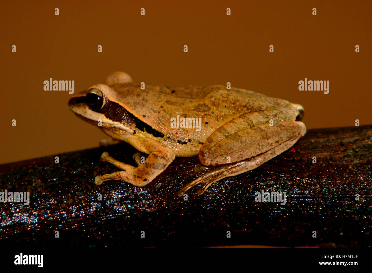 Polypedates frogs hi-res stock photography and images - Alamy