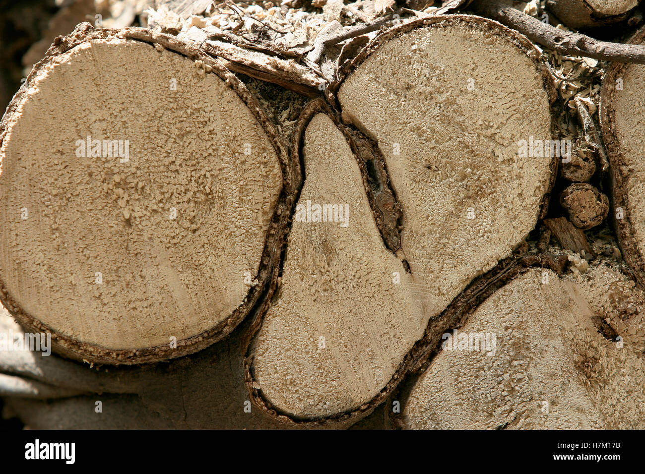 Broken wooden log hi-res stock photography and images - Alamy